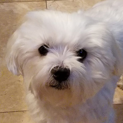 Dog Groomer in Surprise Az | Monkey Jumpers Dog Grooming